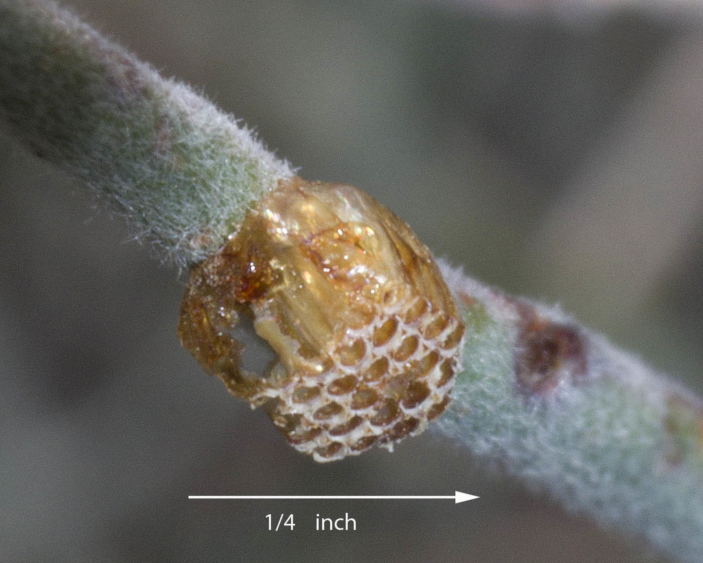 Winged and Once-winged Insects from Pima County, AZ, USA on February 22 ...