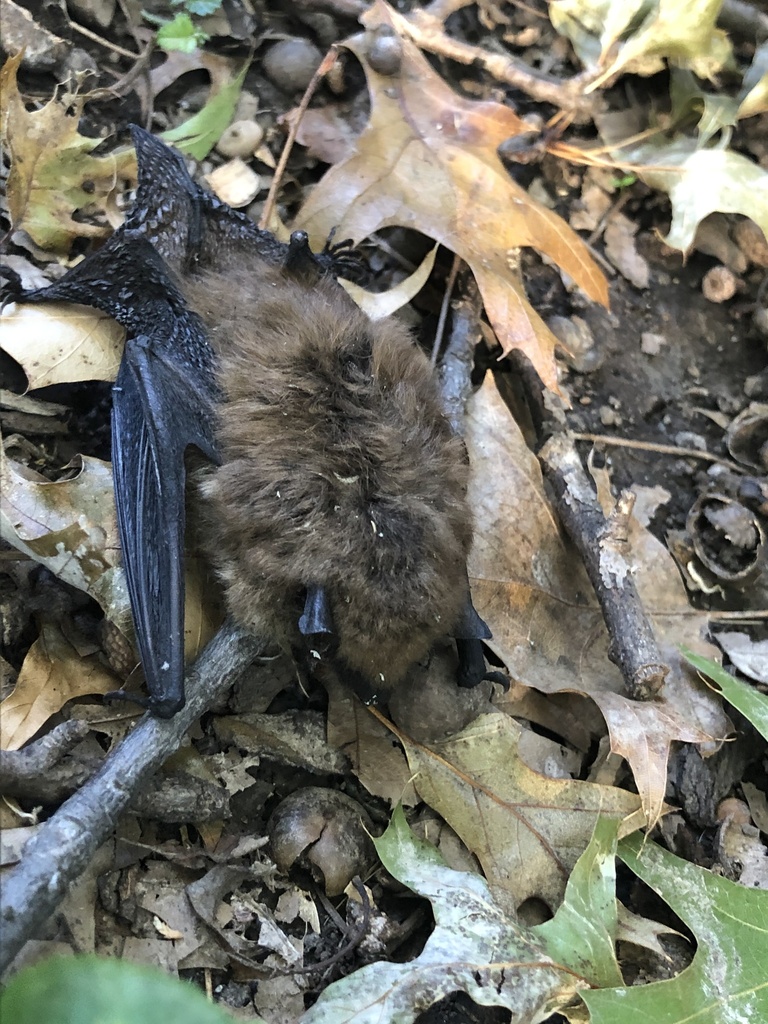 Mouse-eared Bats in October 2021 by natureinlenexa · iNaturalist