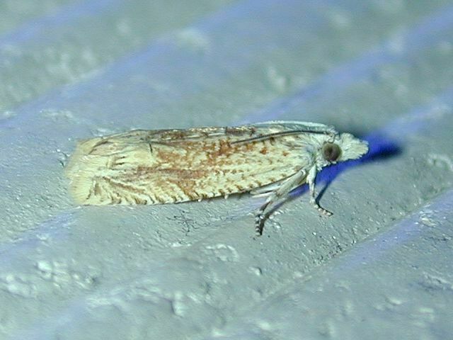 Pale-headed Eucosma Moth from Floyd Bennet Field, Brooklyn, NY, USA on ...