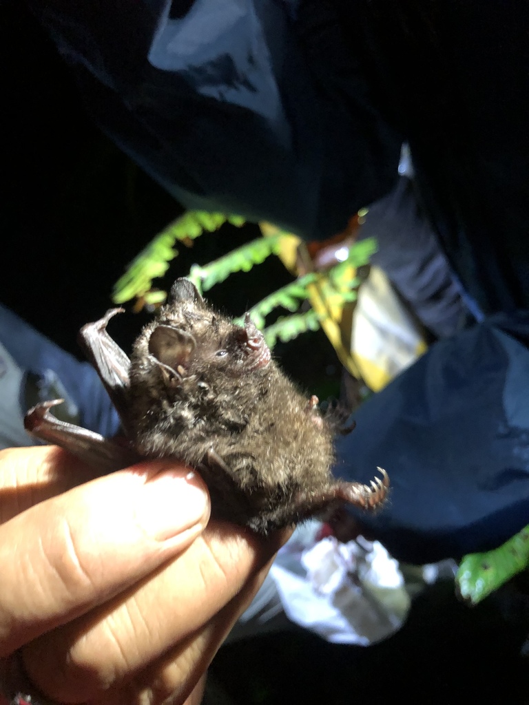 Bidentate Yellow-shouldered Bat from San Miguel de los Bancos, EC-PI ...