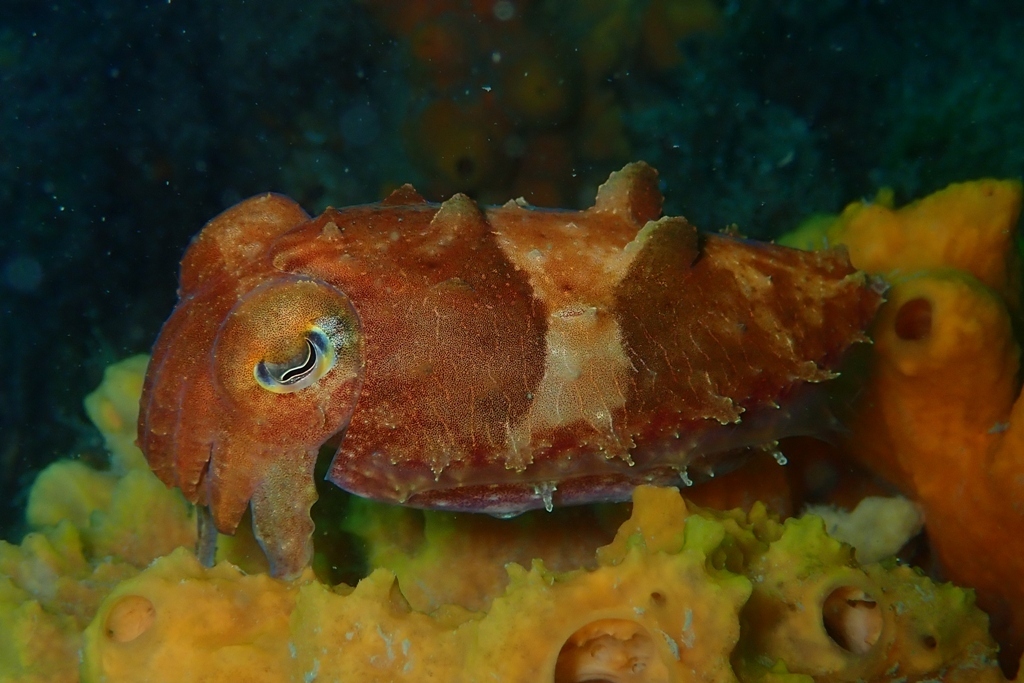 Ken's Cuttlefish from Seahorse on November 26, 2023 at 08:07 AM by Tom ...