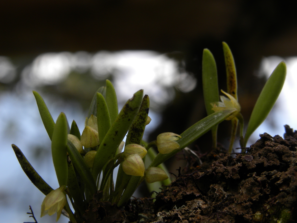 Masdevallia from Jardín, Antioquia, Colombia on December 1, 2023 by ...