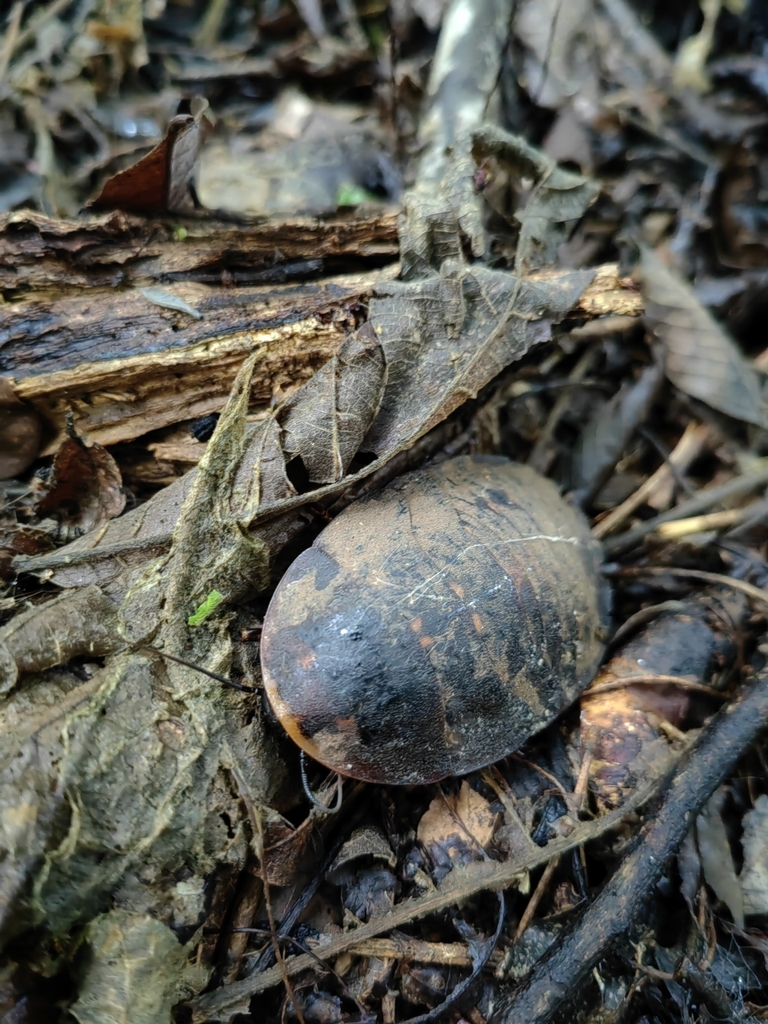 Giant Cockroaches from hacienda naranjo on November 5, 2023 at 06:25 AM ...