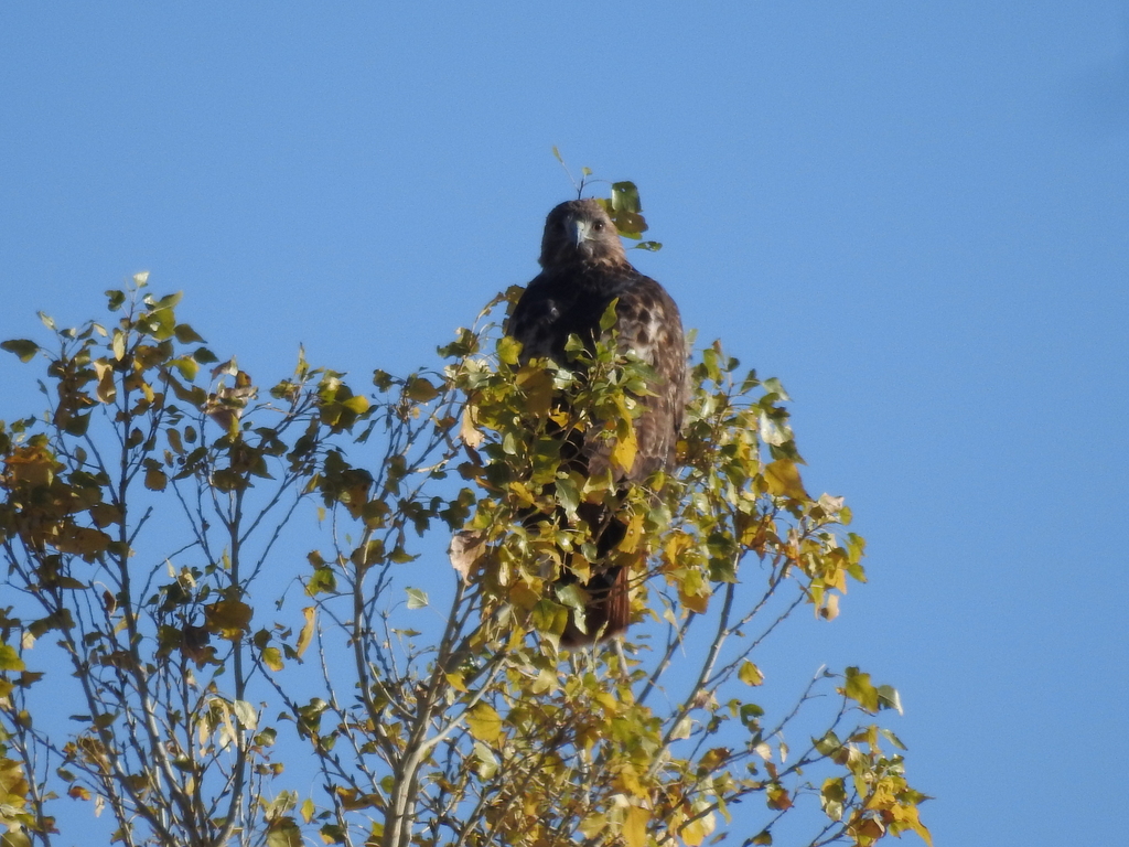 Red-tailed Hawk from Chihuahua, Chih., México on December 1, 2023 at 09 ...