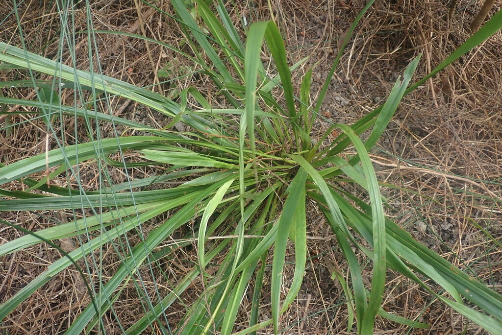dwarf cabbage tree from TR9pines Tanekaha Ridge, Eskdale Forest on ...