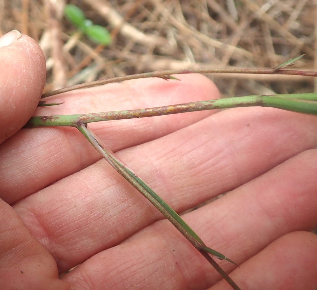 dwarf cabbage tree from TR9pines Tanekaha Ridge, Eskdale Forest on ...