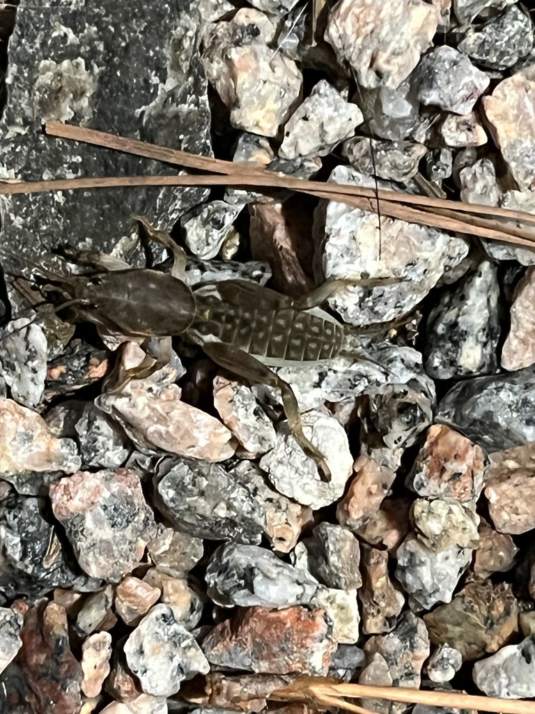 Southern Mole Cricket from Camp Leach Rd, Washington, NC, US on ...