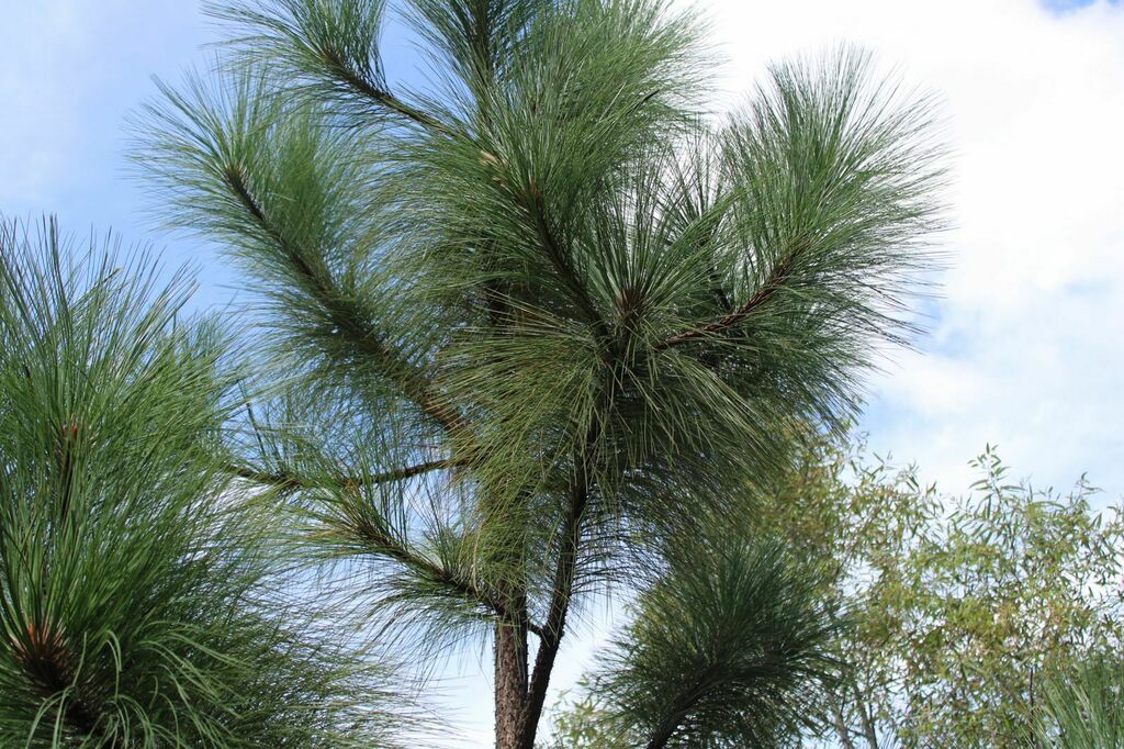 Pinos, ocotes y piñones desde Atengo, Jal., México el 11 de noviembre ...