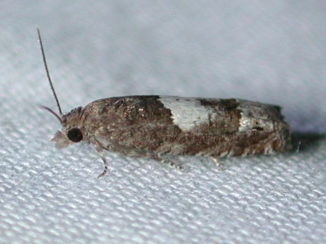 Aster Eucosma Moth from Bedford Audubon Society, Katonah, NY, USA on ...