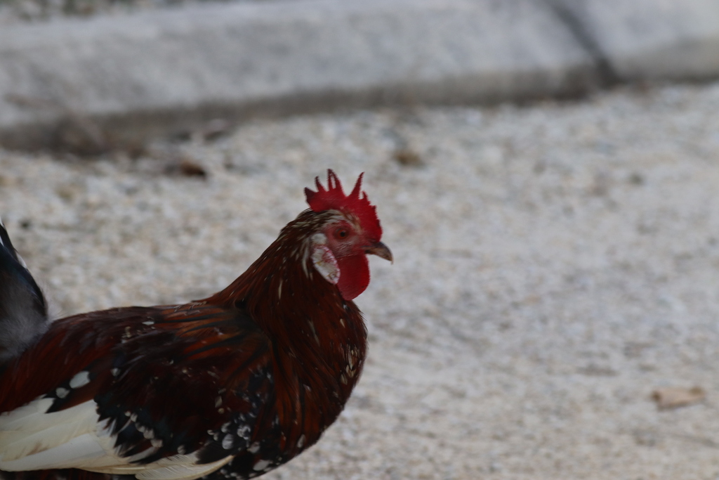 Domestic Chicken from West Bay, Cayman Islands on November 30, 2023 at ...