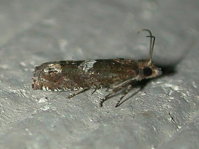 Aster Eucosma Moth from Floyd Bennet Field, Brooklyn, NY, USA on August ...