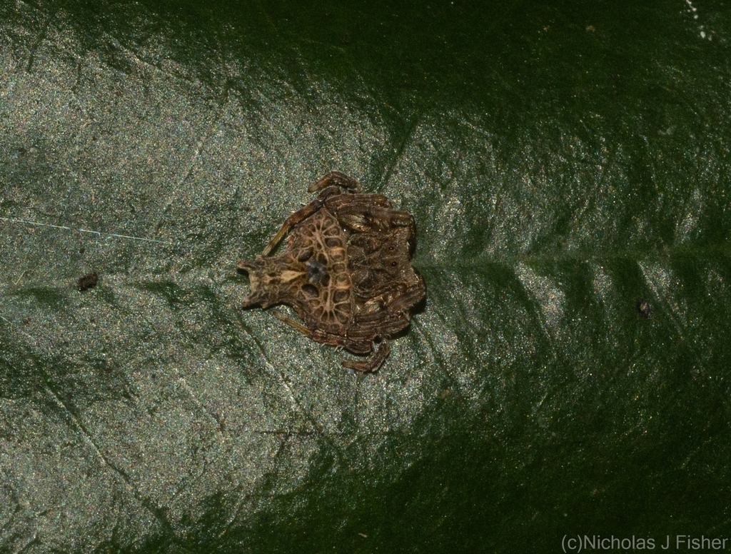 Winged Arkys from Tamborine Mountain QLD 4272, Australia on November 14 ...
