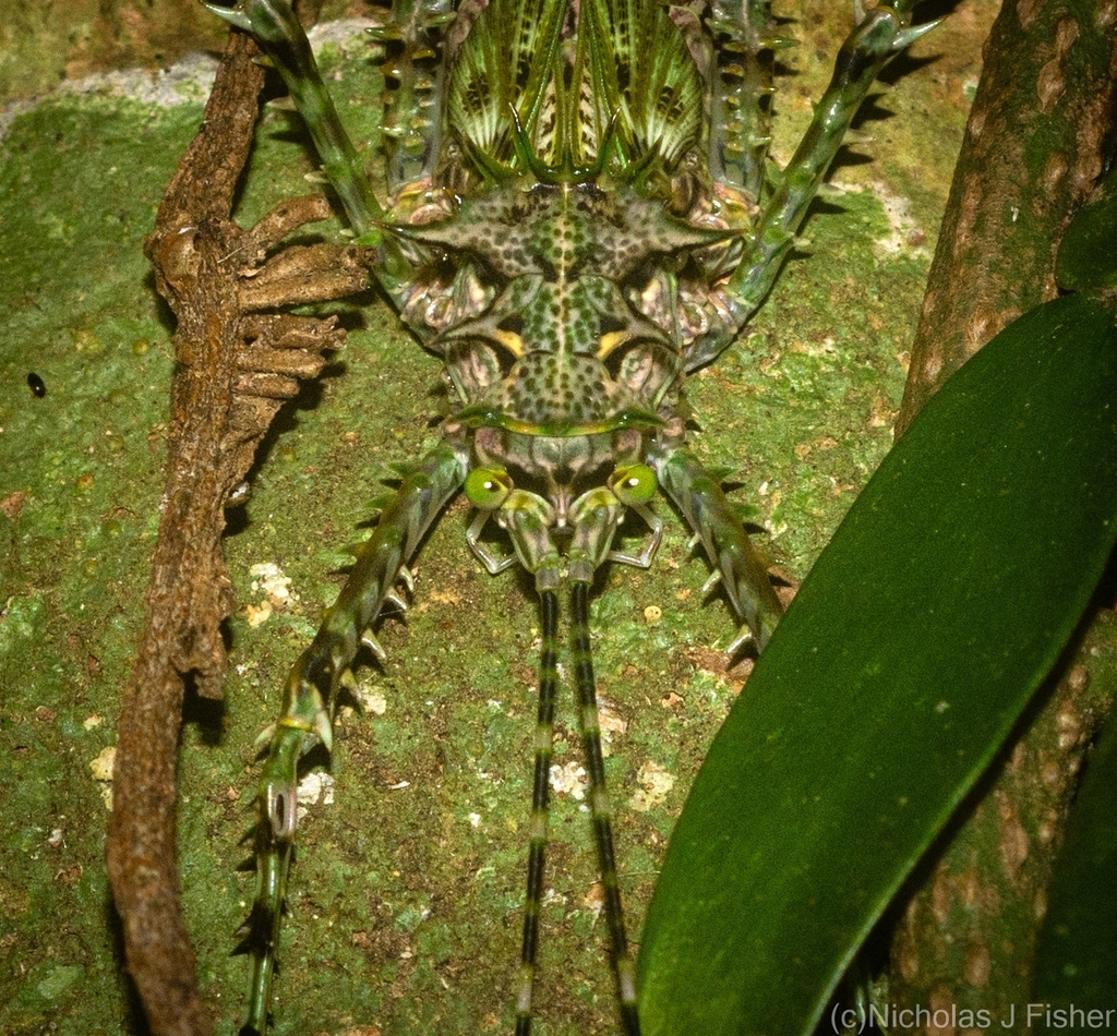 Phricta zwicka from Tamborine Mountain QLD 4272, Australia on November ...