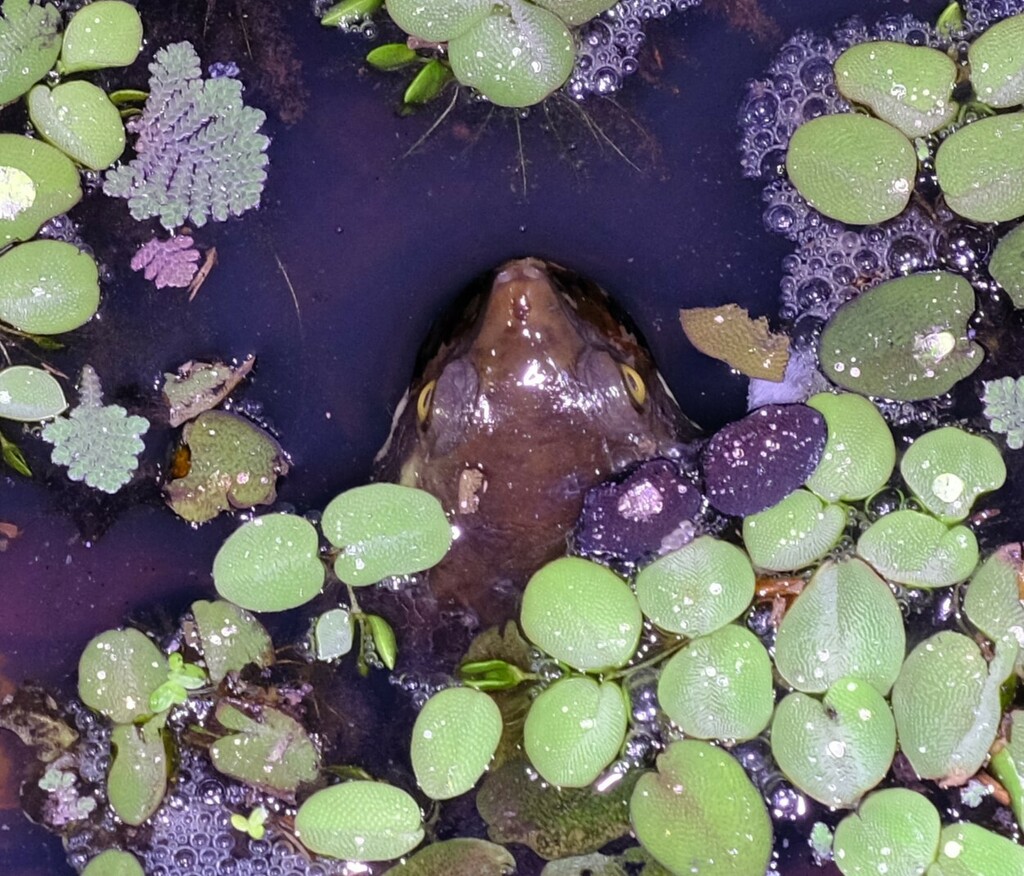 Macquarie Turtle from Palmwoods QLD 4555, Australia on November 24 ...
