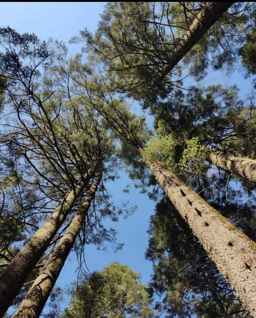 sacred fir from 61294 Santuario Mariposa Monarca, Mich., México on ...