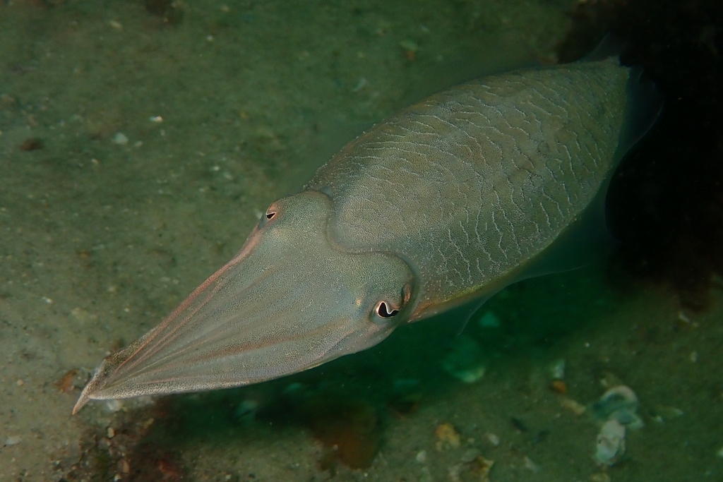Mourning Cuttlefish from Fly Pt on November 25, 2023 at 07:29 AM by Tom ...