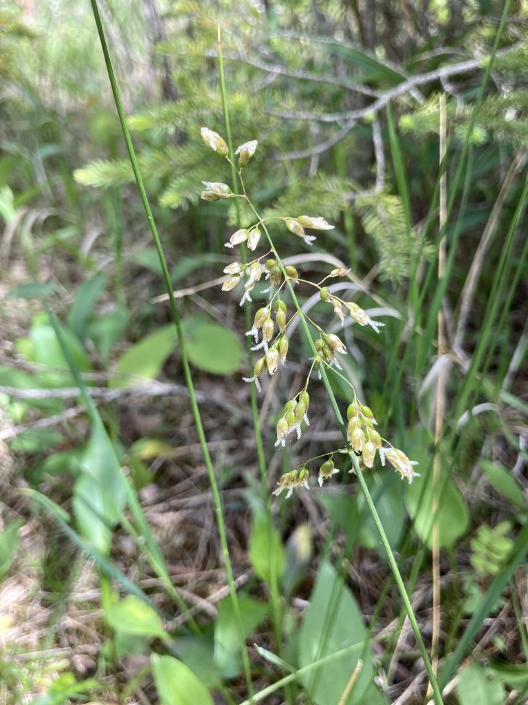 northern sweetgrass from Southwest Calgary, Calgary, AB, Canada on June ...