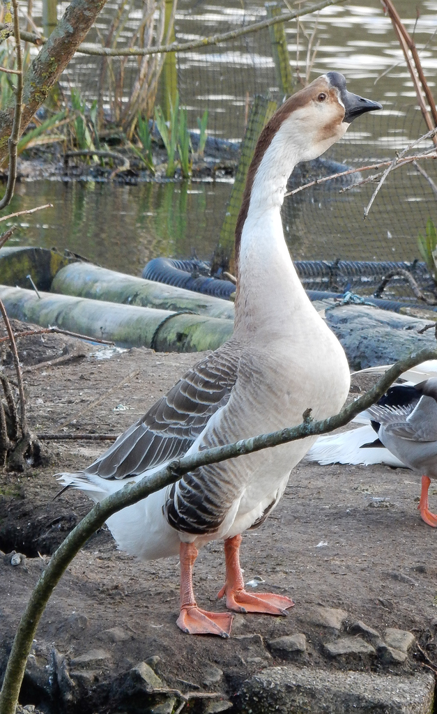Domestic Swan Goose from Greater Manchester, UK on March 26, 2019 at 03 ...
