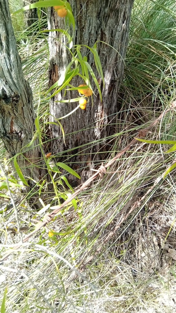 Wombat Berry from Moorang QLD 4340, Australia on April 23, 2023 at 11: ...