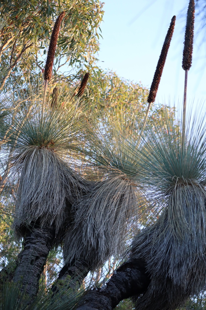 Yacka from Montacute SA 5134, Australia on November 30, 2023 at 07:55 ...