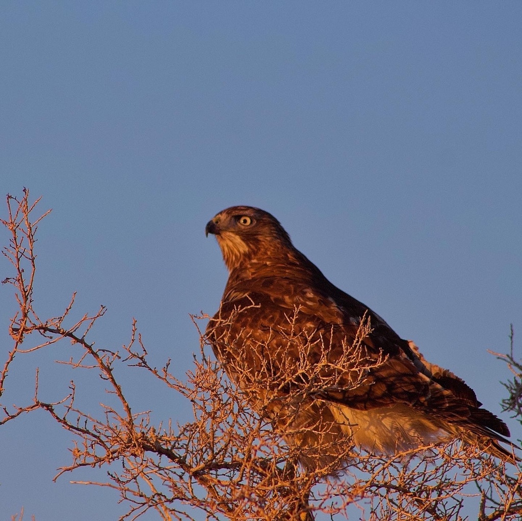 Red-tailed Hawk from Farmington, UT, US on March 24, 2021 at 03:40 PM ...