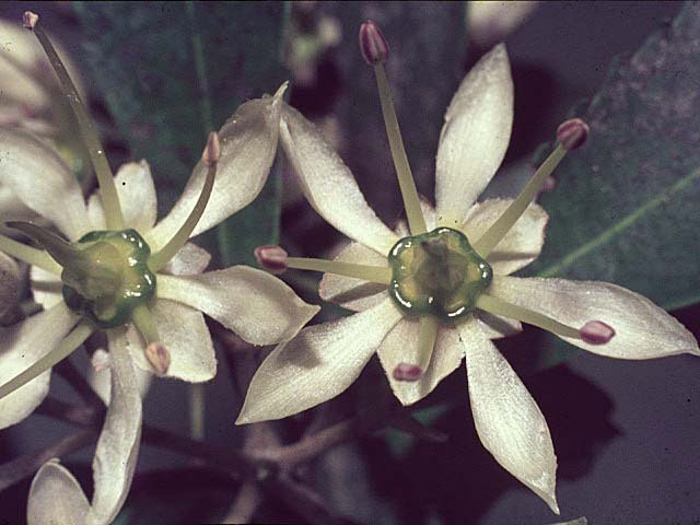 Tawari from Mangorewa Gorge, SH36, Bay of Plenty, New Zealand on ...