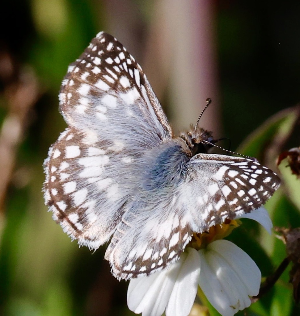 Tropical Checkered-Skipper from Homestead, FL, US on December 1, 2023 ...
