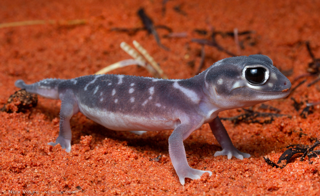 Pernatty Knob-tailed Gecko in November 2018 by Nick Volpe · iNaturalist