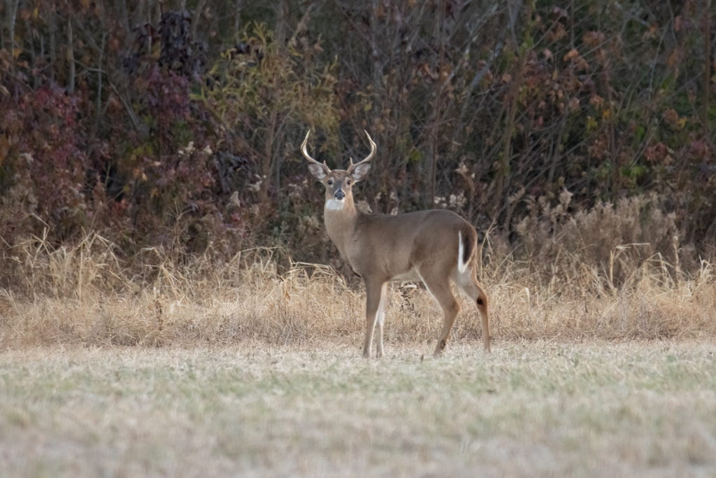 White-tailed Deer from Gloucester County, VA, USA on November 30, 2023 ...