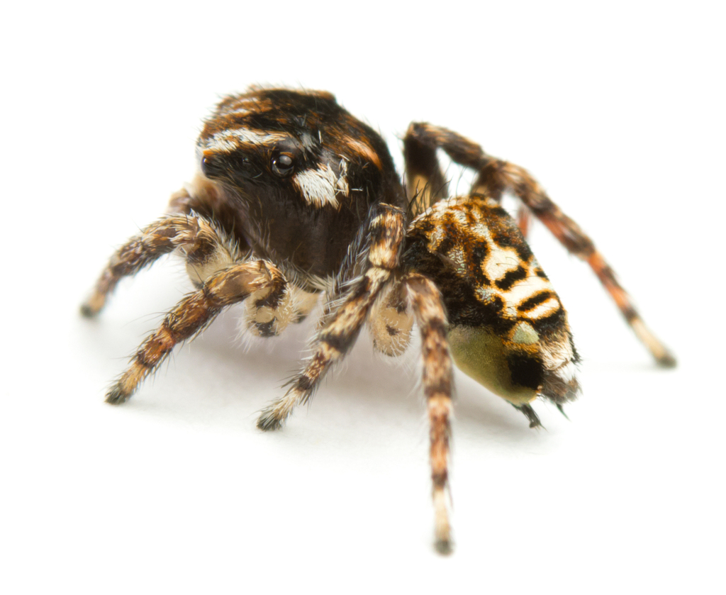 Plumed Peacock Spider from Melbourne VIC, Australia on November 16 ...