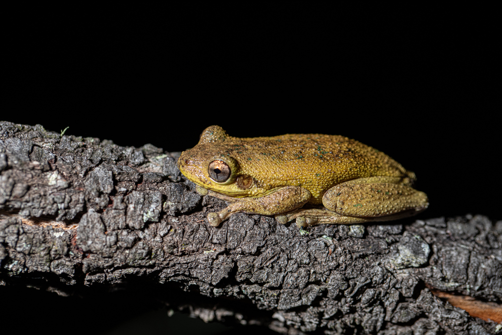 Tyler's Tree Frog from Sydney NSW, Australia on December 1, 2023 at 08: ...