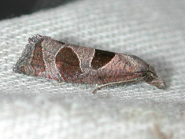 Triangle-backed Pelochrista Moth from Ward Pound Ridge - Pell Hill ...