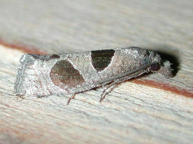 Triangle-backed Pelochrista Moth from Jamaica Bay Wildlife Refuge ...