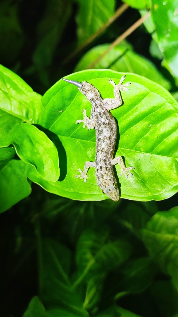 Indo-Pacific House Gecko from 中国云南省西双版纳傣族自治州勐腊县 on November 22, 2023 at ...
