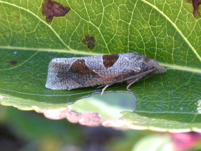 Triangle-backed Pelochrista Moth from Fort Tilden, Queens, NY, USA on ...