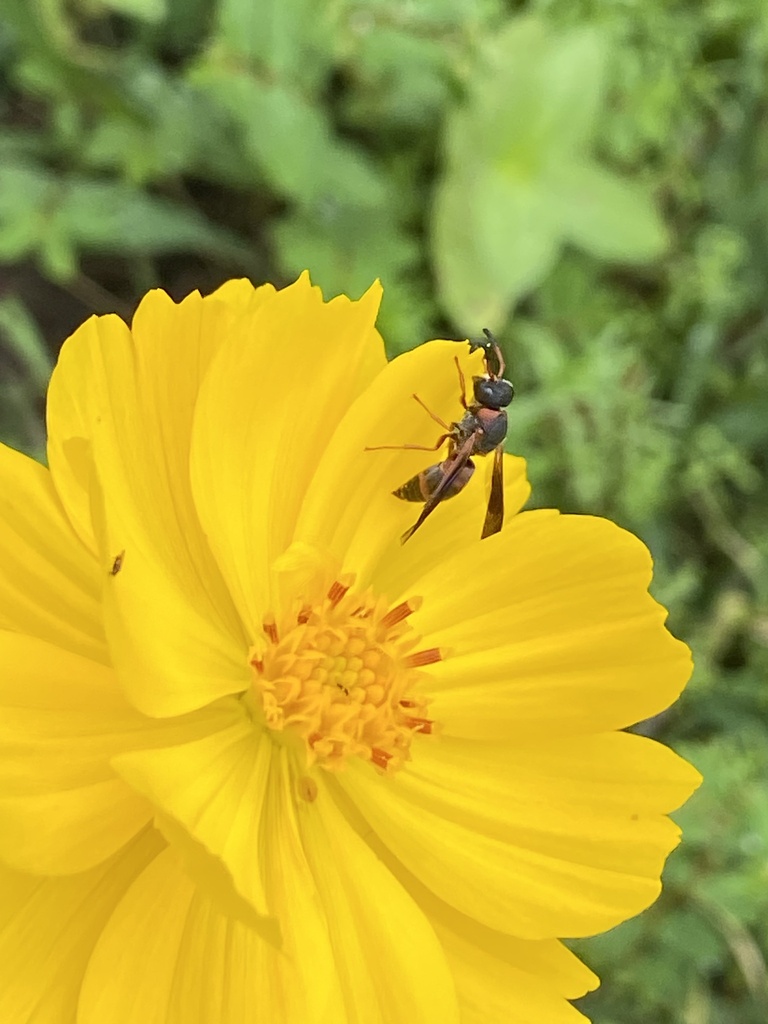 Red-marked Pachodynerus Wasp from Louisiana State University, Baton ...