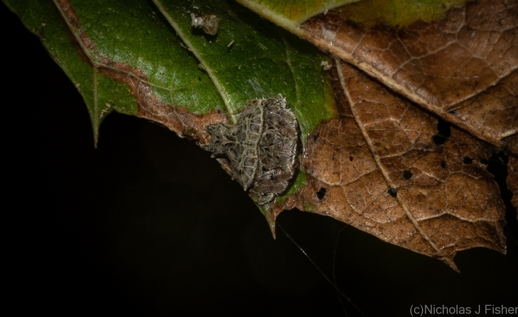 Winged Arkys from Lismore NSW 2480, Australia on November 15, 2023 at ...