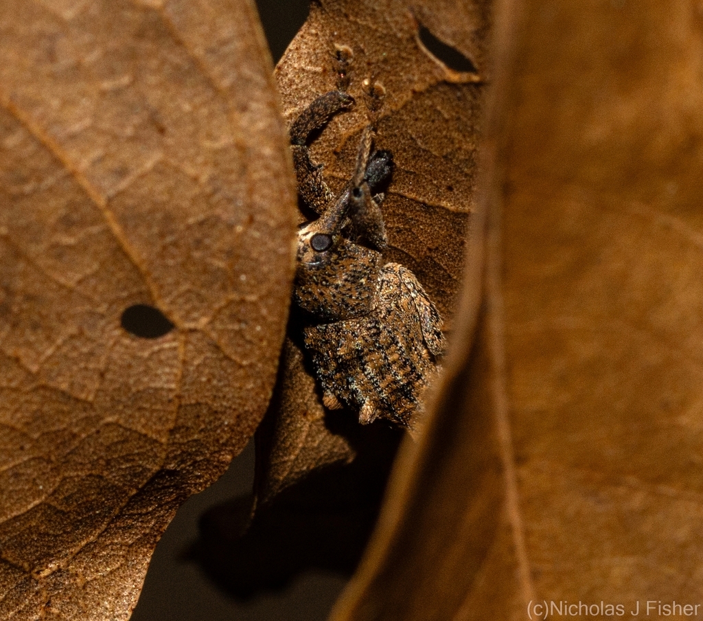 Elephant Weevil from Lismore NSW 2480, Australia on November 15, 2023 ...