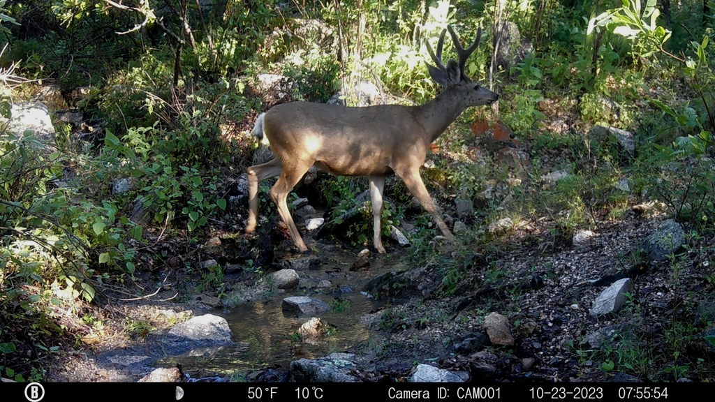 Mule Deer from Sierra la Laguna, B.C.S., México on October 23, 2023 at ...