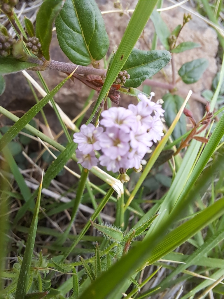 Spiderlings from Woodstock NSW 2360, Australia on December 2, 2023 at ...