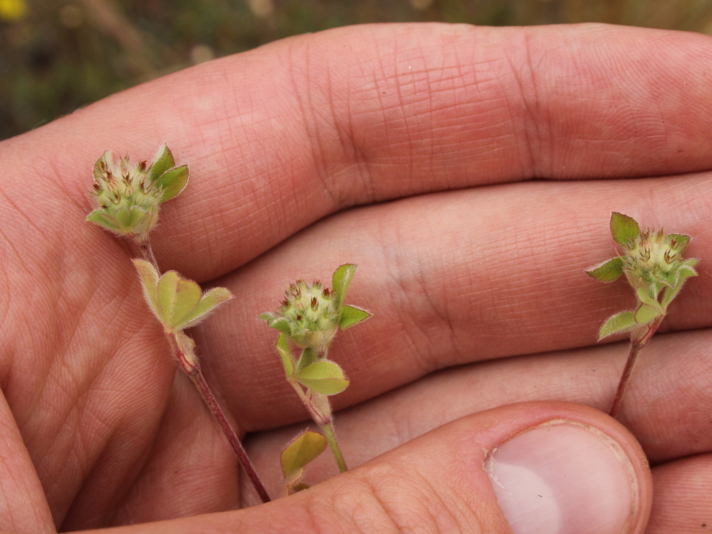 Knotted clover in December 2023 by Joe Dillon · iNaturalist