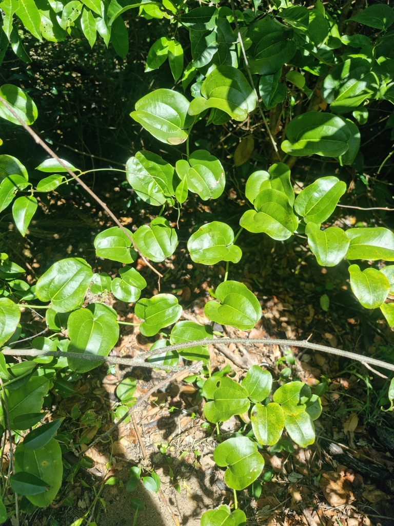 Austral Sarsaparilla from Lord Howe Island NSW 2898, Australia on November 17, 2023 at 02:21 PM ...