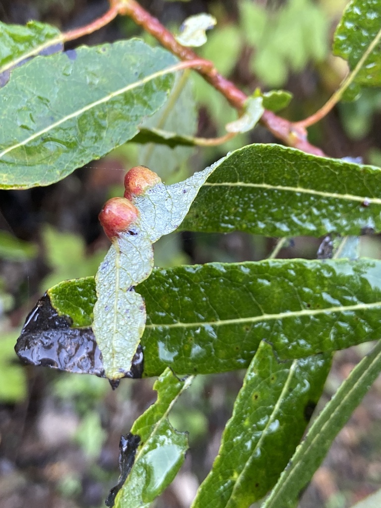 Willow Apple Gall Sawfly from Golden Gate National Recreation Area ...