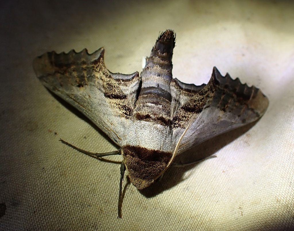 Imber tropicus from Lansdowne NT 0850, Australia on December 1, 2023 at ...