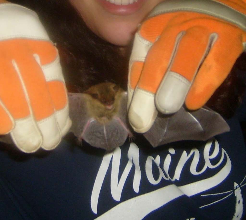 Gray Bat in April 2009 by Fiana. Helping with bat mist netting research ...