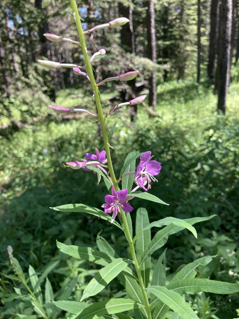 fireweed from Kananaskis, AB T0L, Canada on July 20, 2022 at 02:19 PM ...