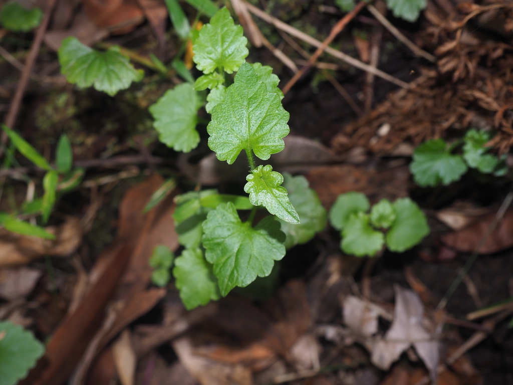 forest lobelia from Valla NSW 2448, Australia on November 24, 2023 at 05:19 PM by Nathanael ...