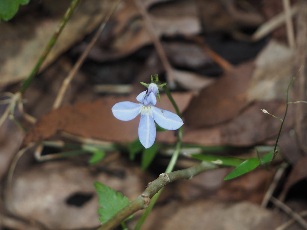 forest lobelia from Valla NSW 2448, Australia on November 24, 2023 at 05:21 PM by Nathanael ...