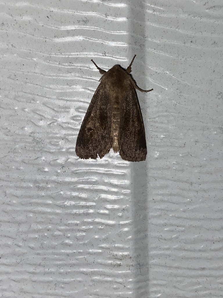 Bronzed Cutworm Moth from Bemis Heights, Springfield, IL, US on ...