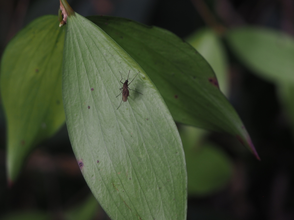 Tree Heath from Valla NSW 2448, Australia on November 24, 2023 at 05:22 PM by Nathanael Green ...